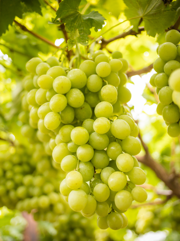 Menestrello - Prosecco Wines - The Italian Dolce Vita in a Glass